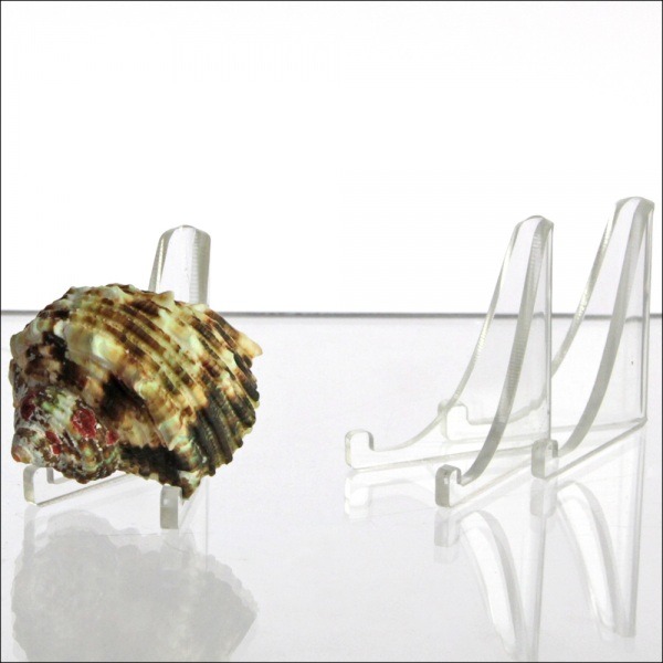 Seashell Display Stand-Tri Easel 3-1/8"H | SAFE Collecting Supplies